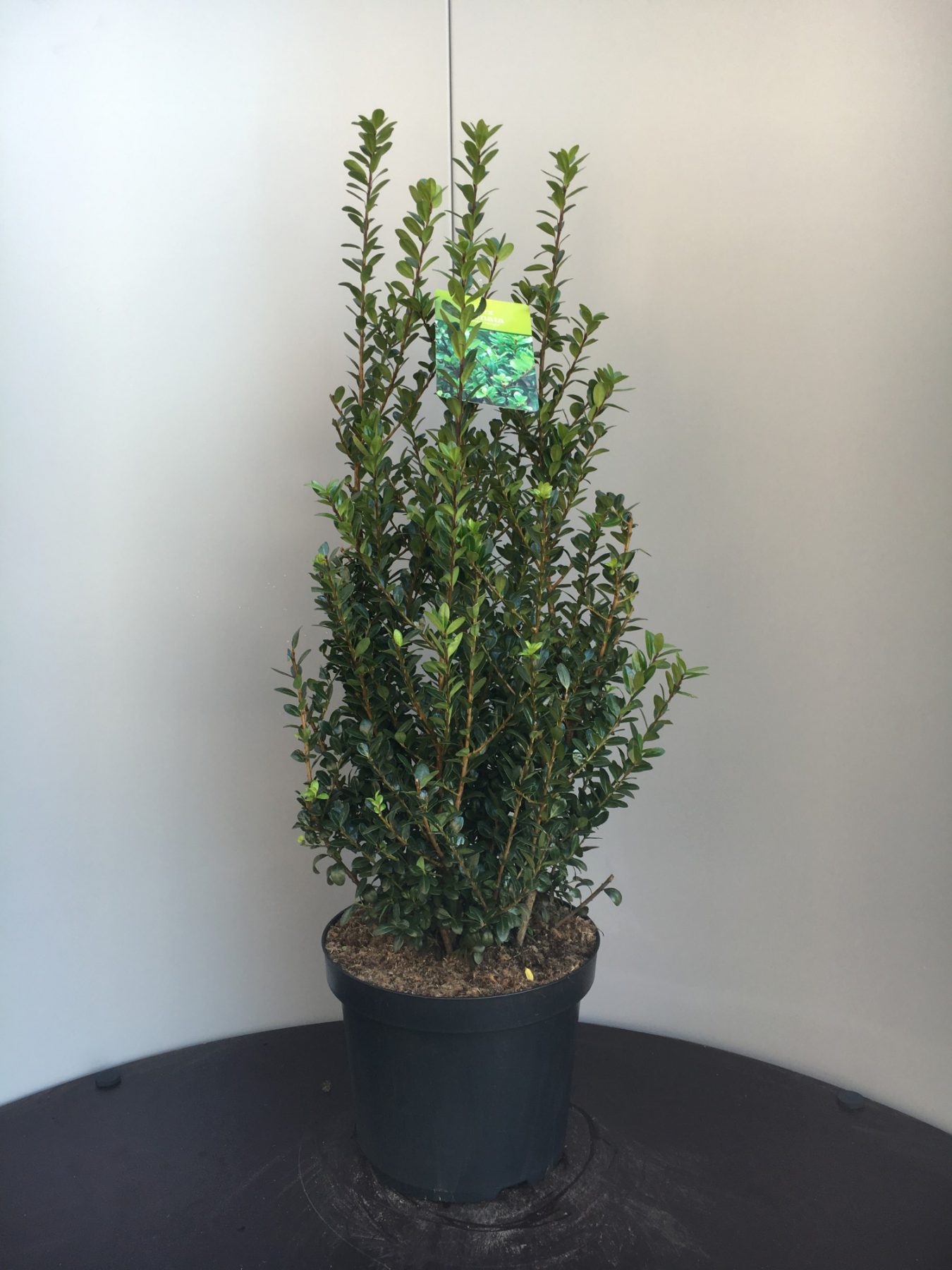 Assortiment - Jaspers Sierteelt